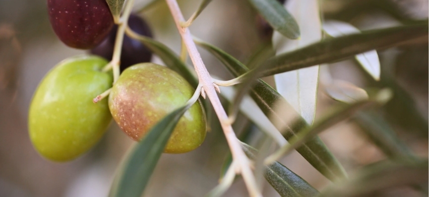 El proyecto Nutrace liderado por Matarromera busca obtener ...
