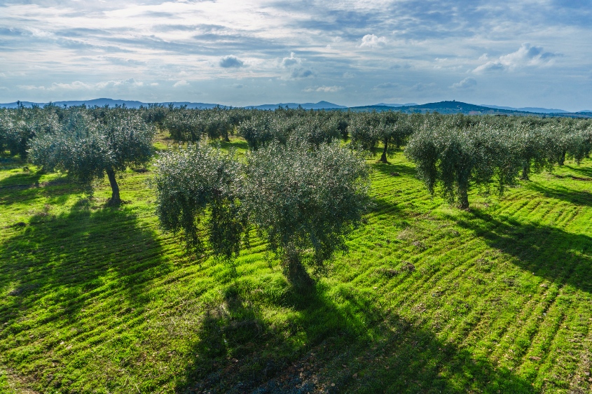 AEMO y Deoleo se alían para reconocer al olivar y a la almazara más ...